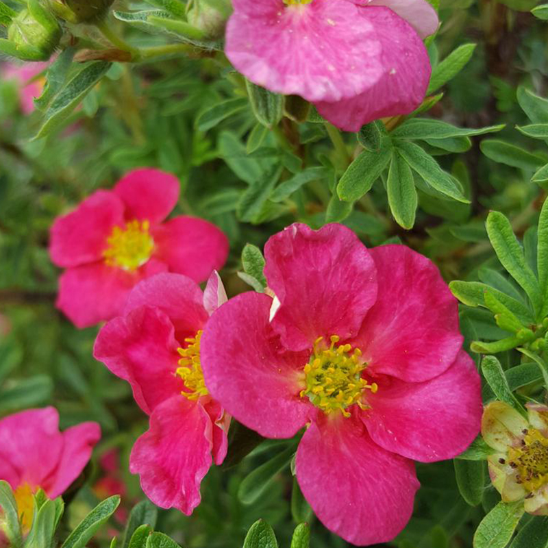 Bella Bellissima® Potentilla | Plant Addicts
