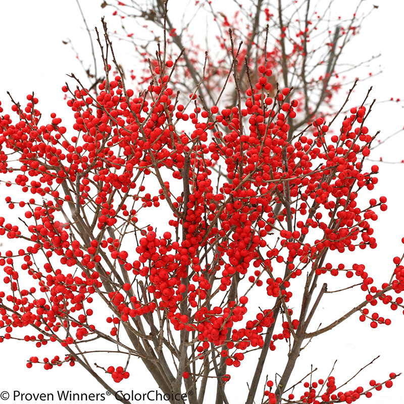 Berry Poppins® Winterberry Holly | Plant Addicts