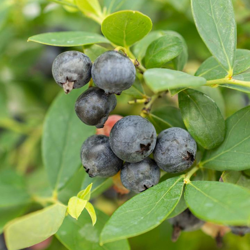Sapphire Cascade Blueberry | Plant Addicts