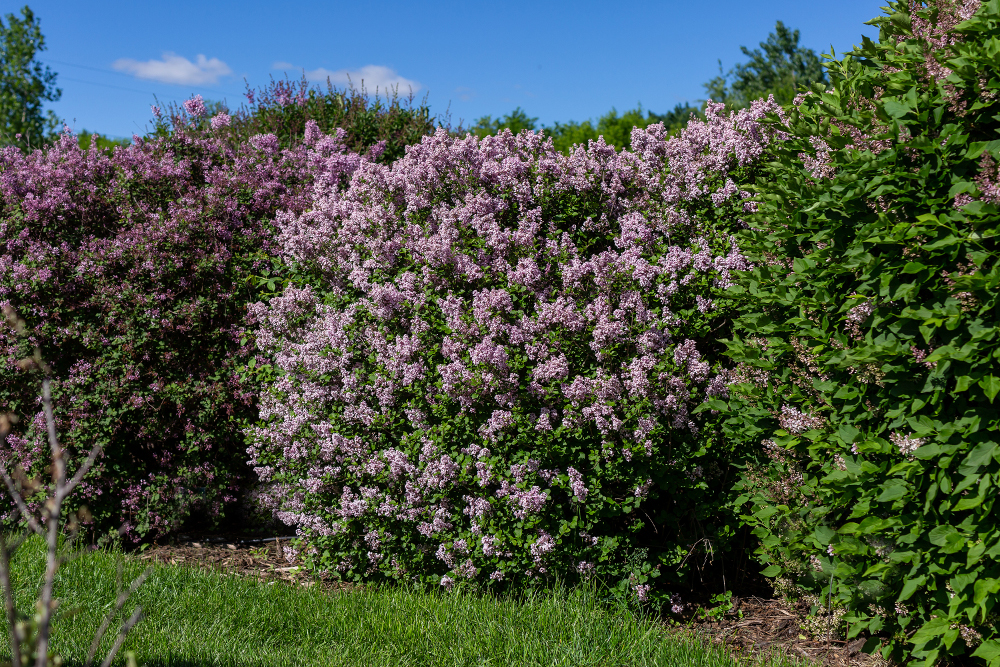 Dwarf Korean Lilac Bush Dwarf Korean Lilac Tree Is A Great Ornamental