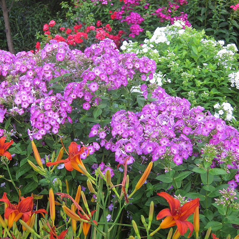 purple phlox