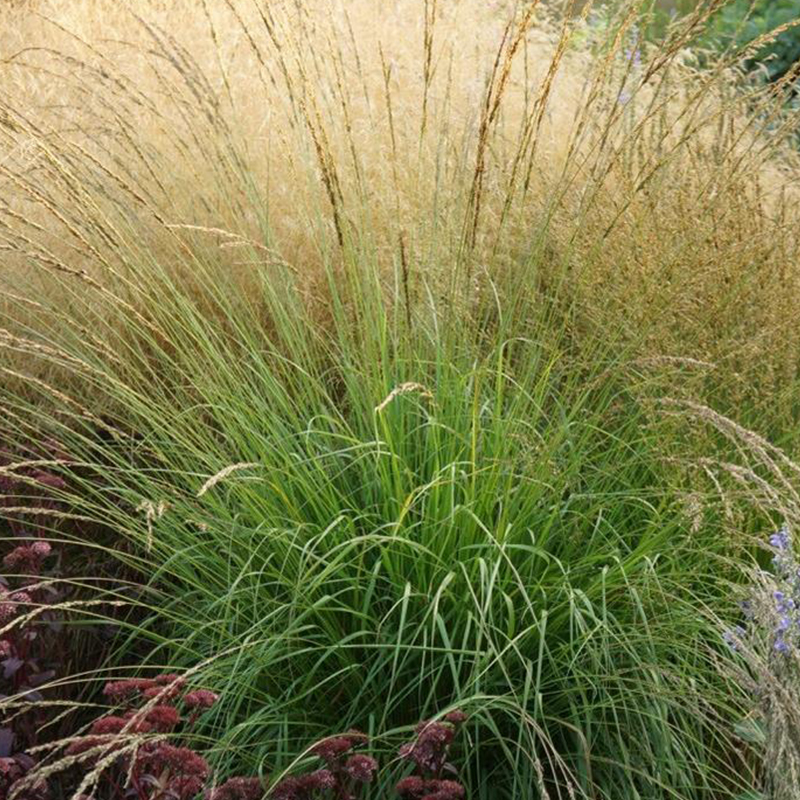 Whirlwind Purple Moor Grass | Plant Addicts
