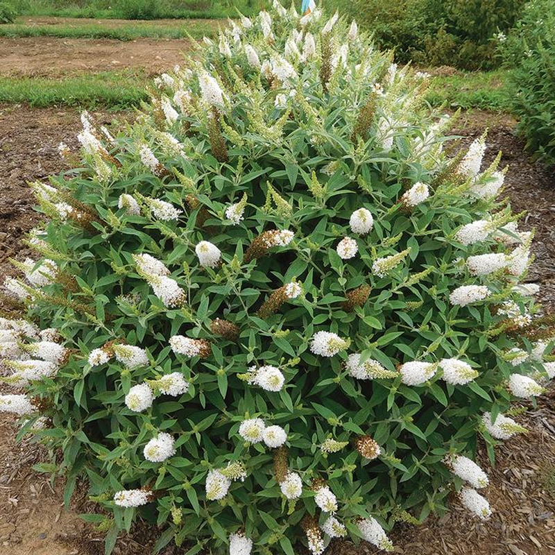 Dapper® White Butterfly Bush | Plant Addicts