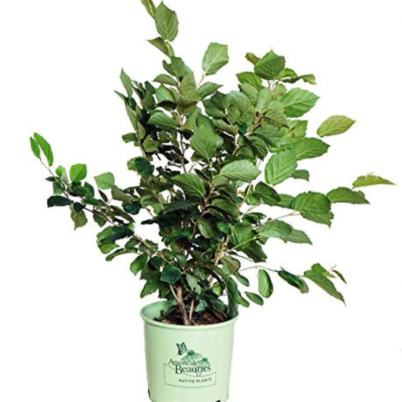 Harvest Moon Witch Hazel | Plant Addicts