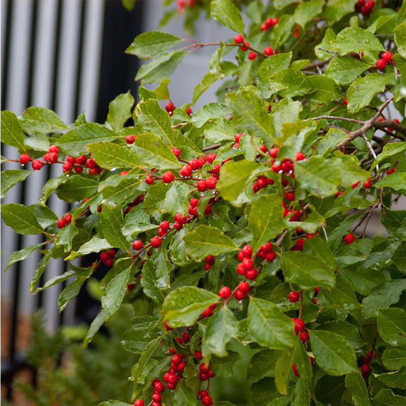 Wildfire™ Winterberry | Plant Addicts
