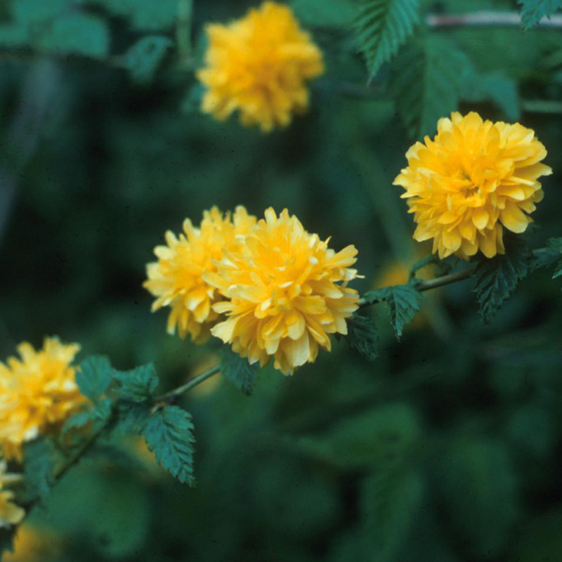 Japanese Kerria | Plant Addicts