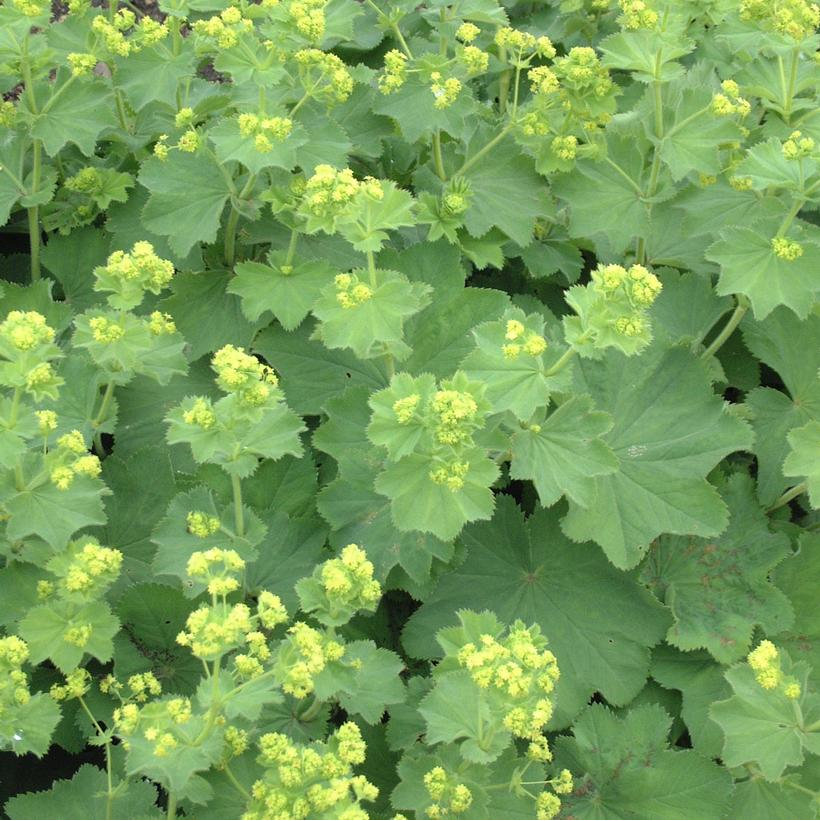 Lady's Mantle | Plant Addicts