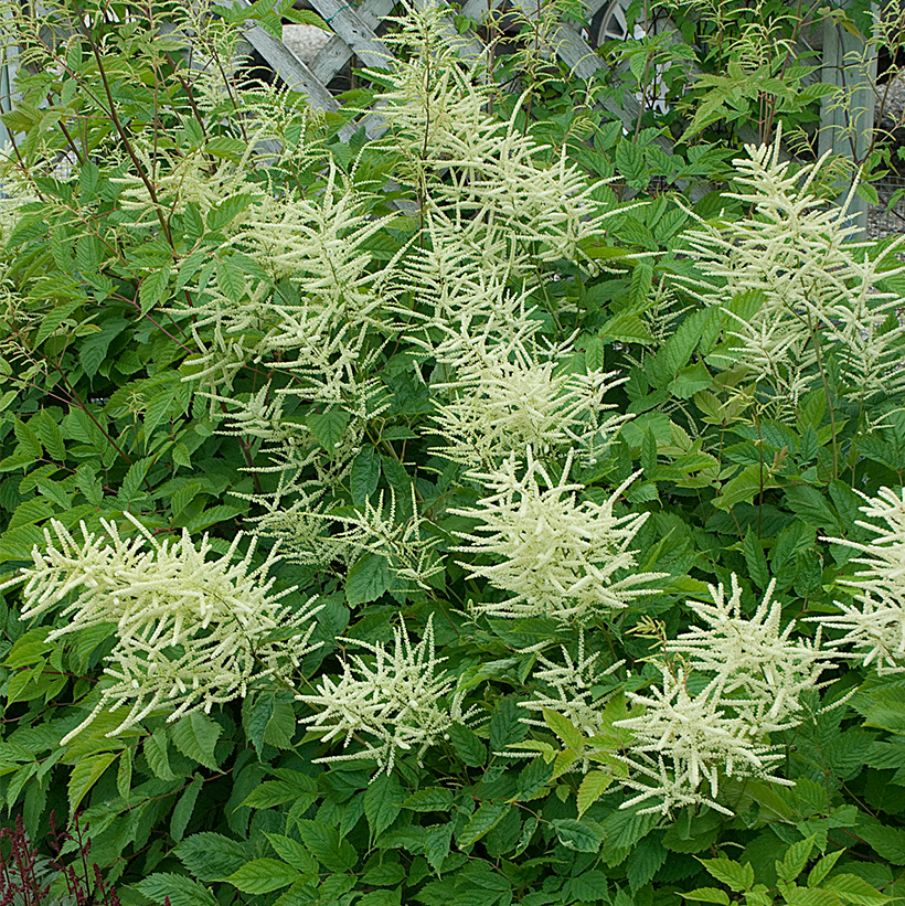 Common Goatsbeard | Plant Addicts