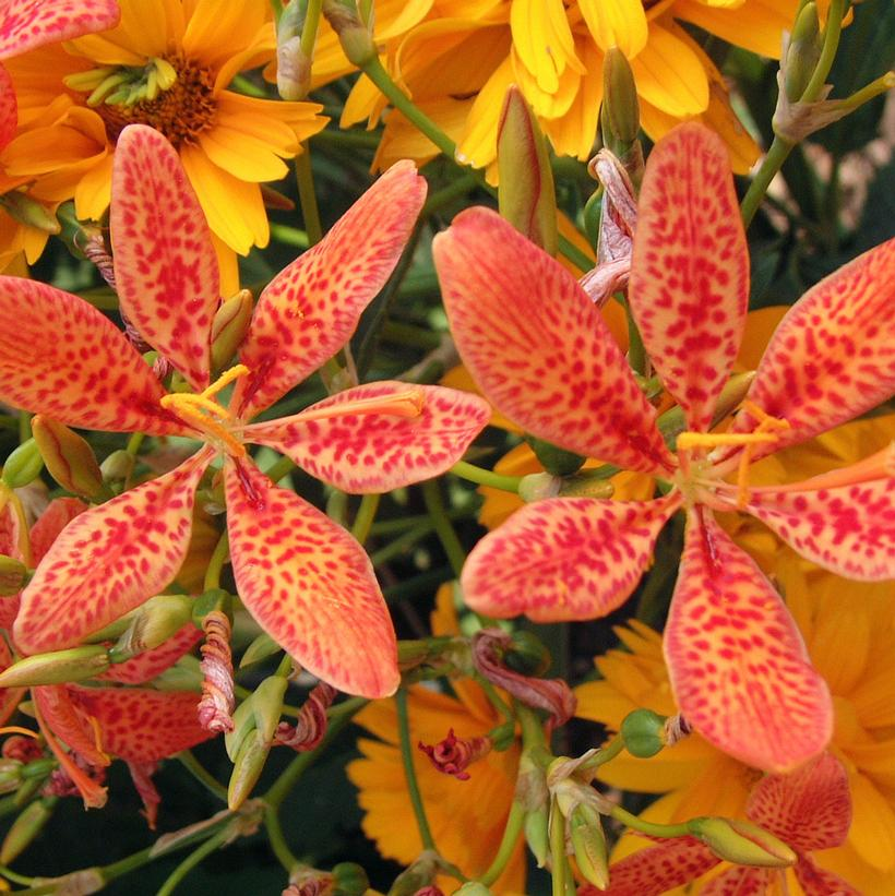 Leopard Lily | Plant Addicts