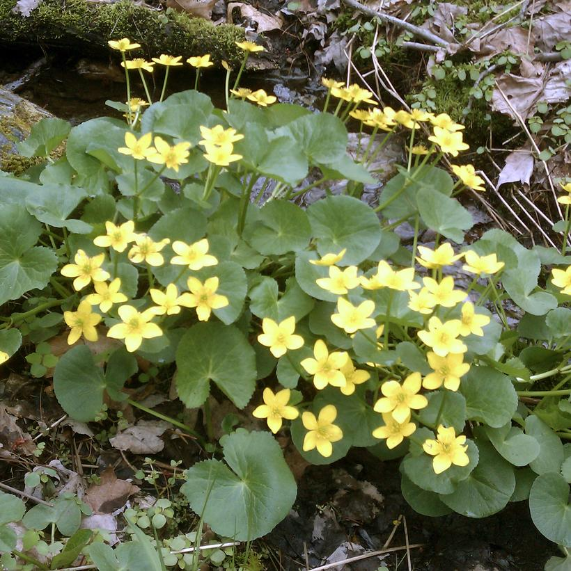 Marsh Marigold | Plant Addicts
