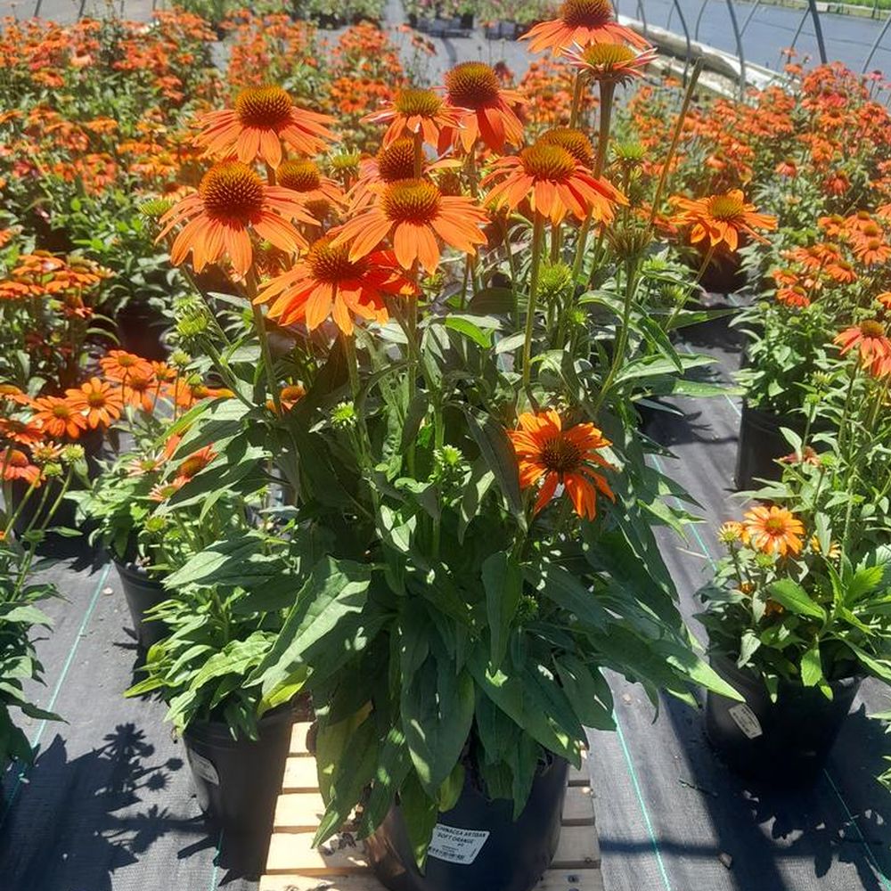 orange coneflower native