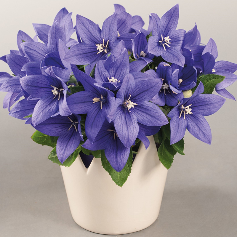 Pop Star™ Blue Balloon Flower | Plant Addicts