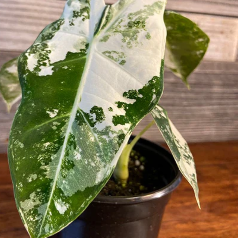 Variegated Frydek Alocasia | Plant Addicts
