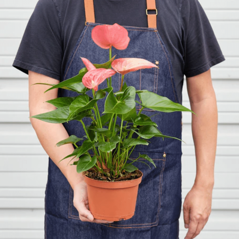 Pink Anthurium | Plant Addicts