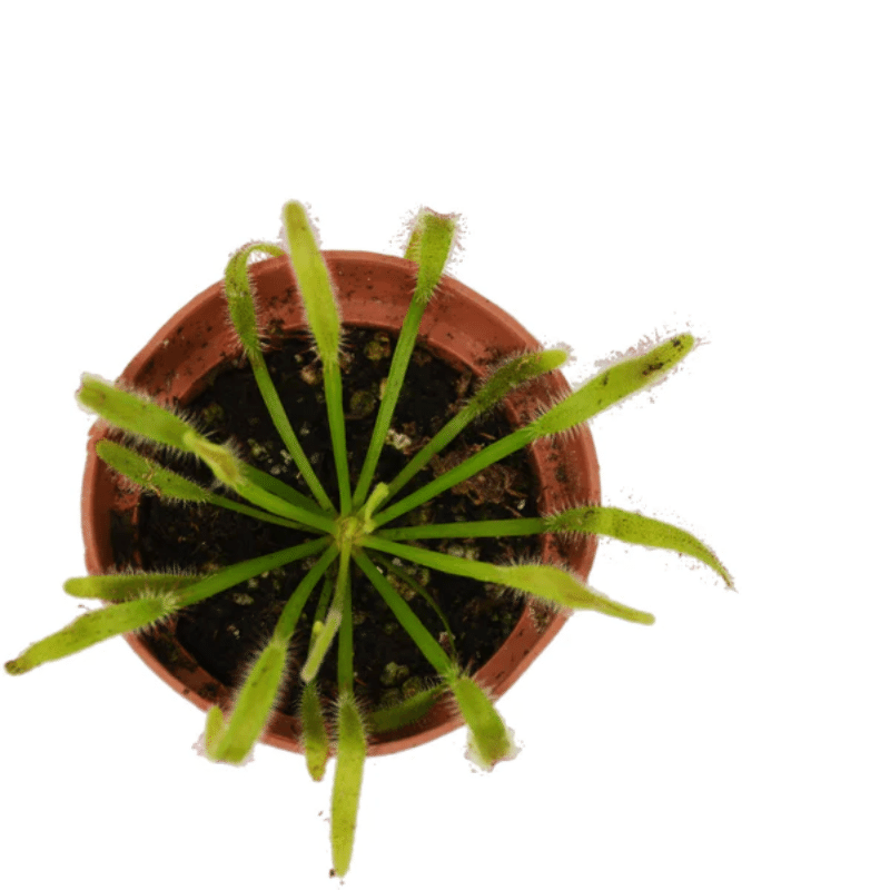 Octopus Plant | Plant Addicts