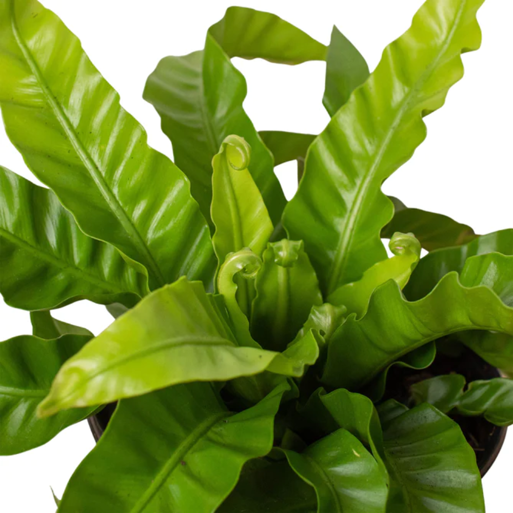 Hurricane Bird's Nest Fern | Plant Addicts