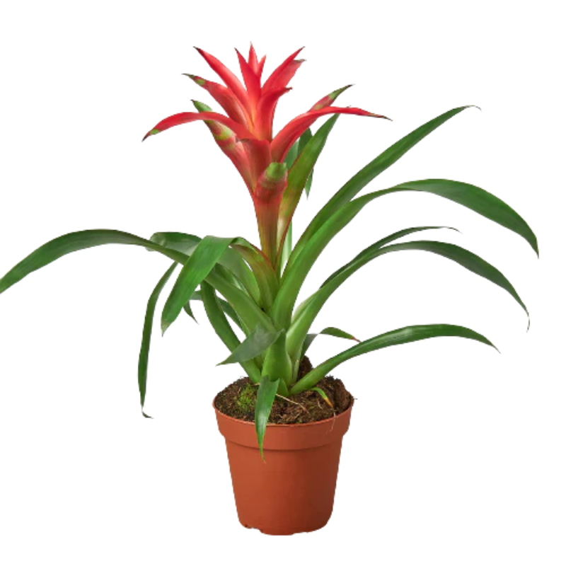 Purple Guzmania Bromeliad | Plant Addicts