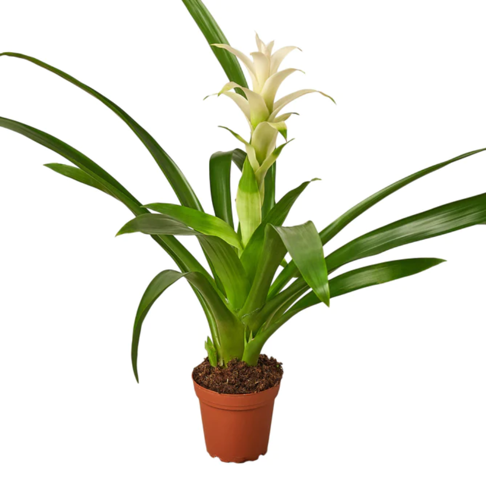 White Guzmania Bromeliad | Plant Addicts