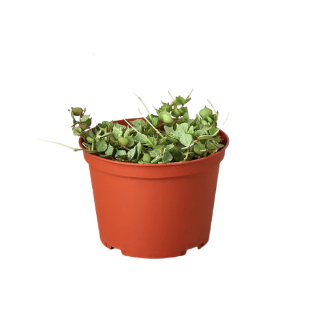 Curtisii Hoya | Plant Addicts