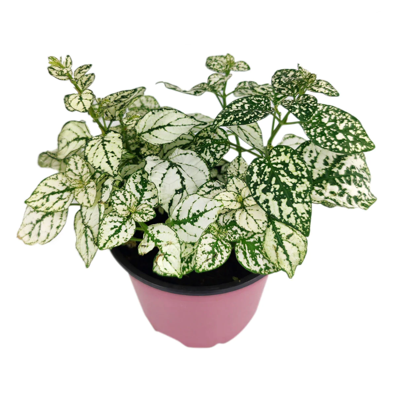 white-polka-dot-plant-plant-addicts