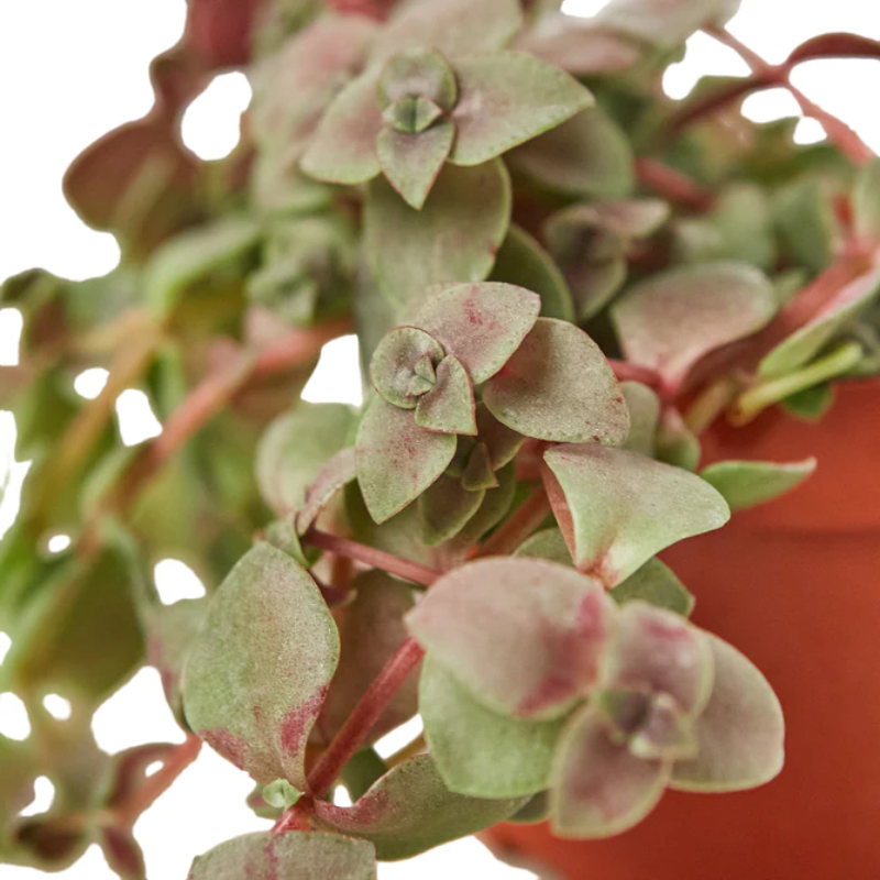 Bolivian Wandering Jew | Plant Addicts