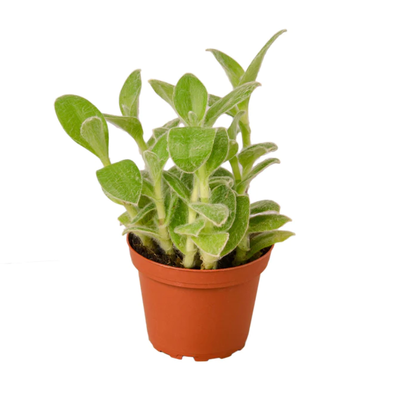 White Velvet Tradescantia | Plant Addicts