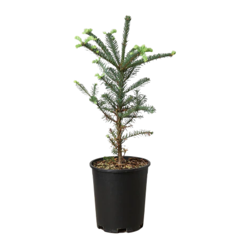 Noble Fir Tree | Plant Addicts