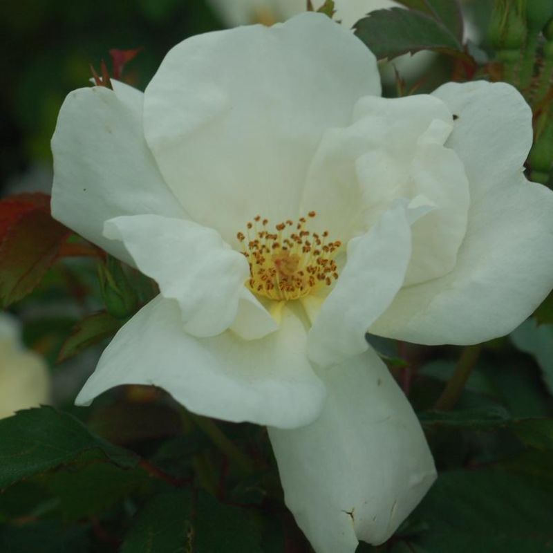 White Knock Out® Rose | Plant Addicts