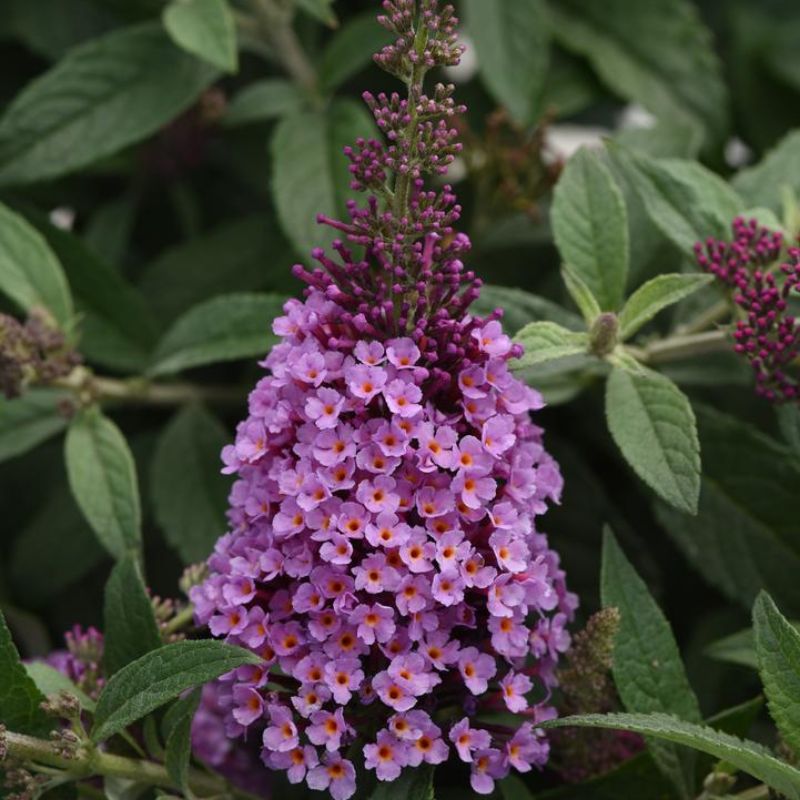 Chrysalis™ Pink Butterfly Bush | Plant Addicts
