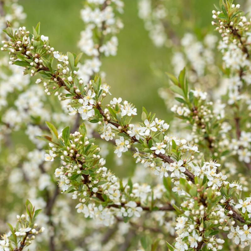 Jade Parade® Sand Cherry | Plant Addicts