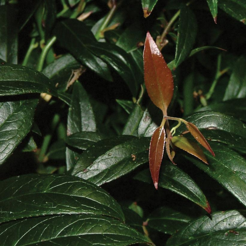 Squirt™ Compact Leucothoe | Plant Addicts