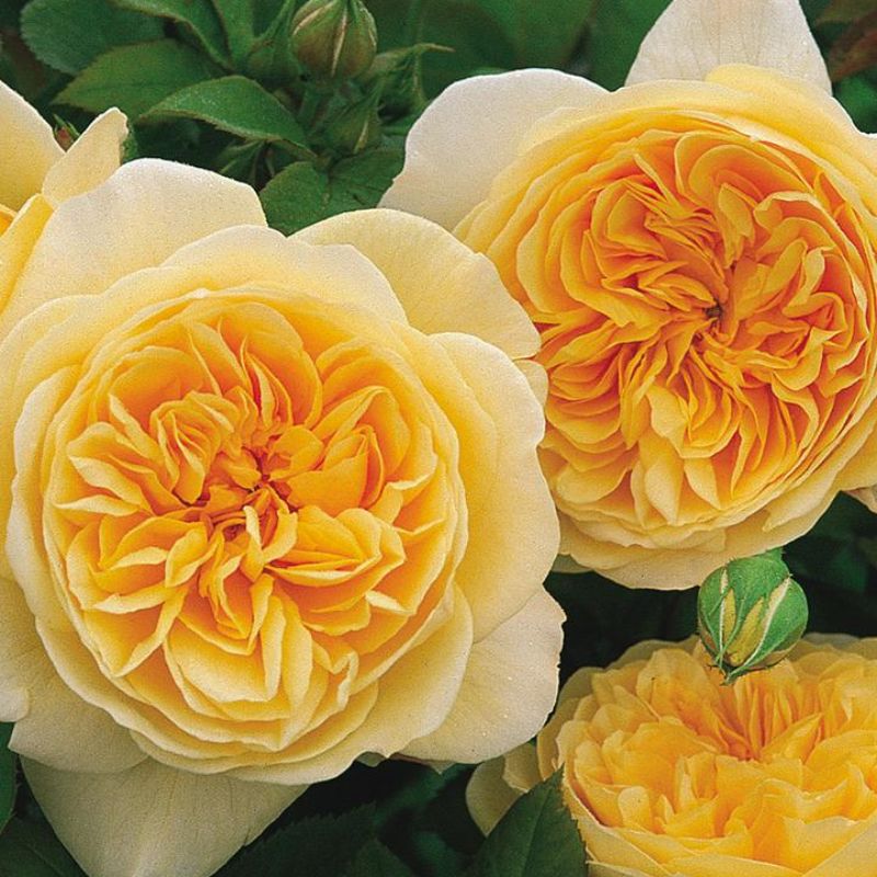 Teasing Georgia Rose | Plant Addicts