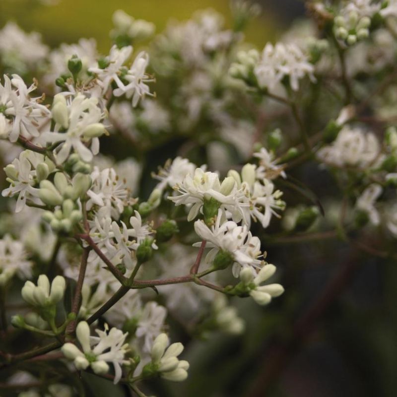 Seven-Sons Flower Tree | Plant Addicts