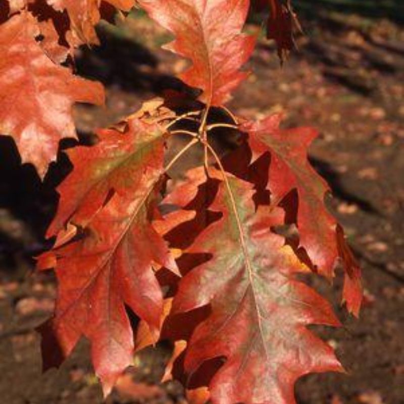 Red Oak Tree | Plant Addicts