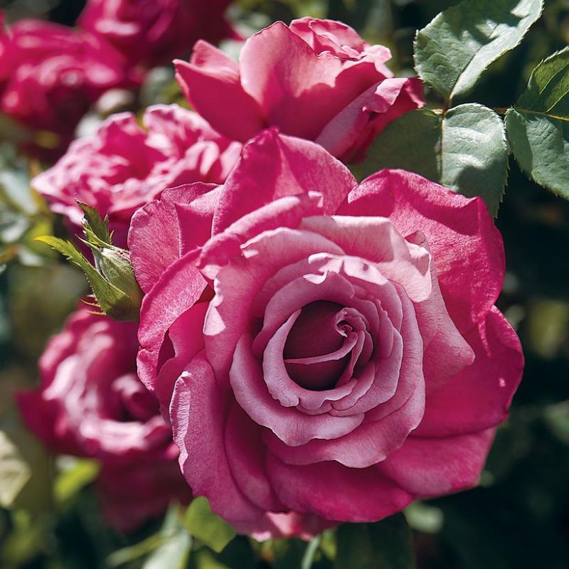 Heirloom Hybrid Tea Rose | Plant Addicts