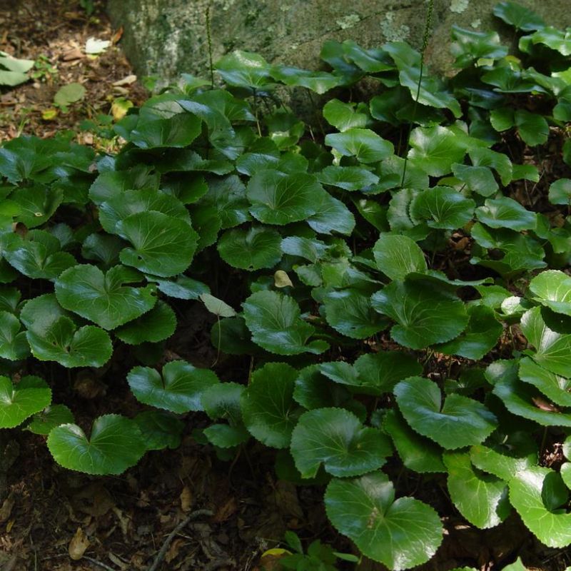 European Ginger | Plant Addicts