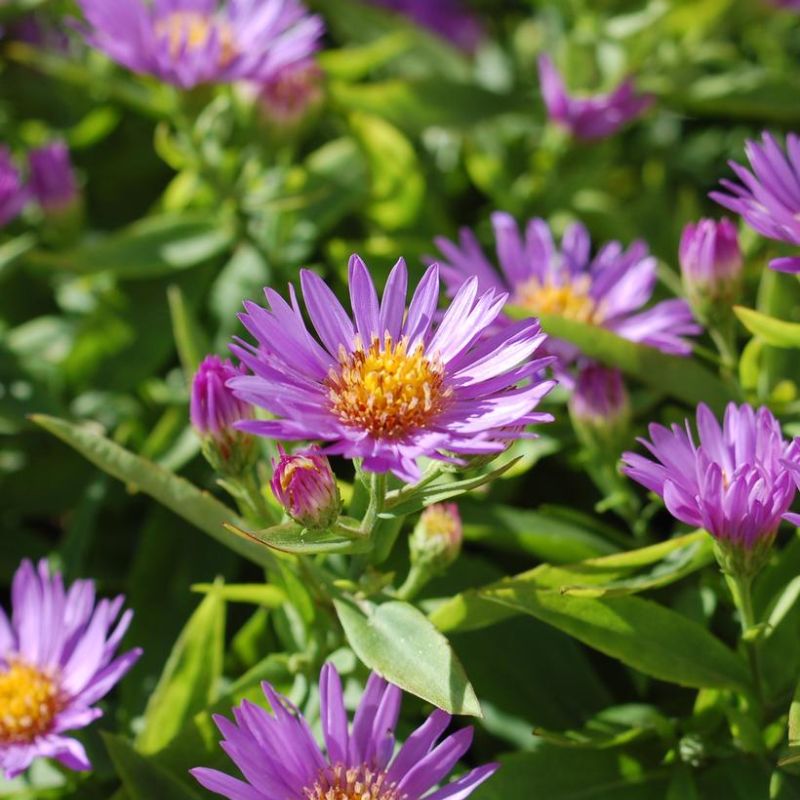 aster flower