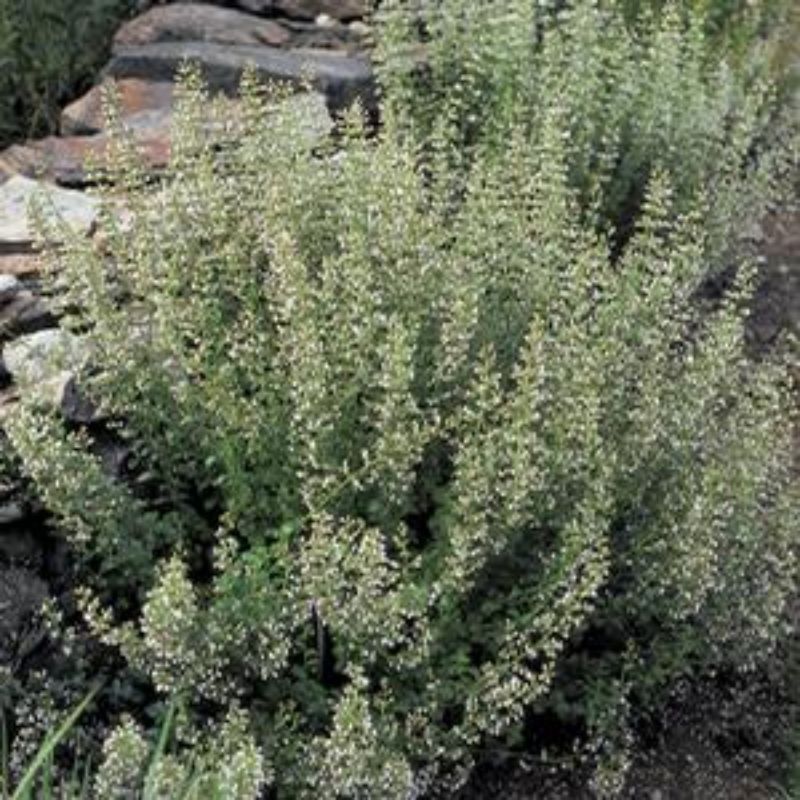 Common Calamint | Plant Addicts