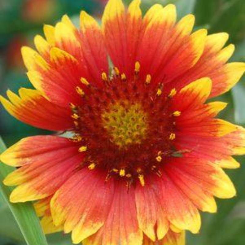 Arizona Sun Blanket Flower | Plant Addicts