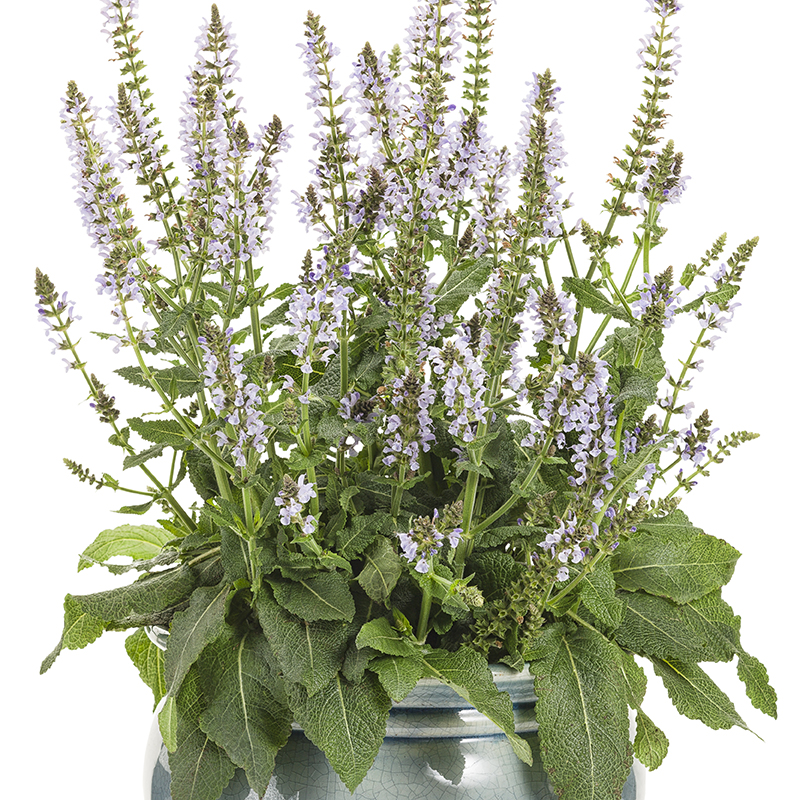 Color Spires® Crystal Blue Salvia | Plant Addicts