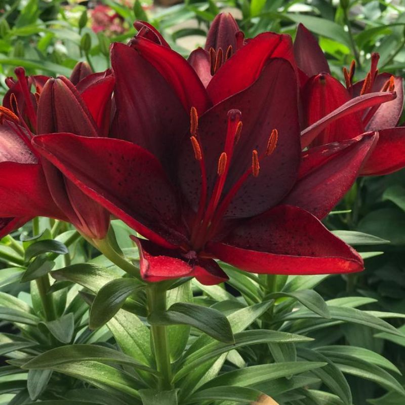 tiny ghost asiatic lily care