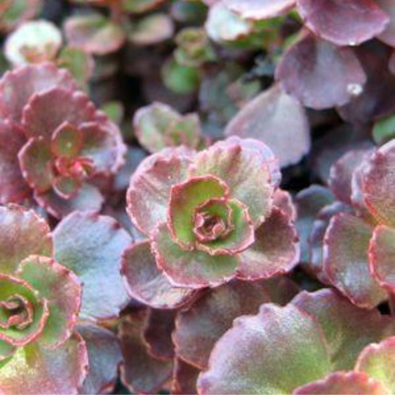 Fulda Glow Sedum | Plant Addicts