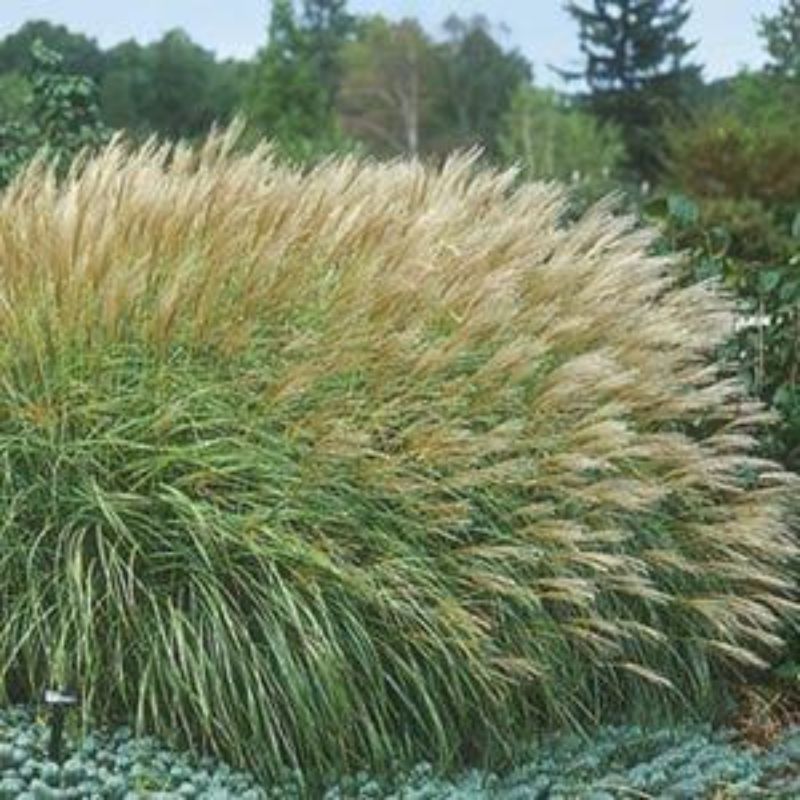 does miscanthus sinensis spread