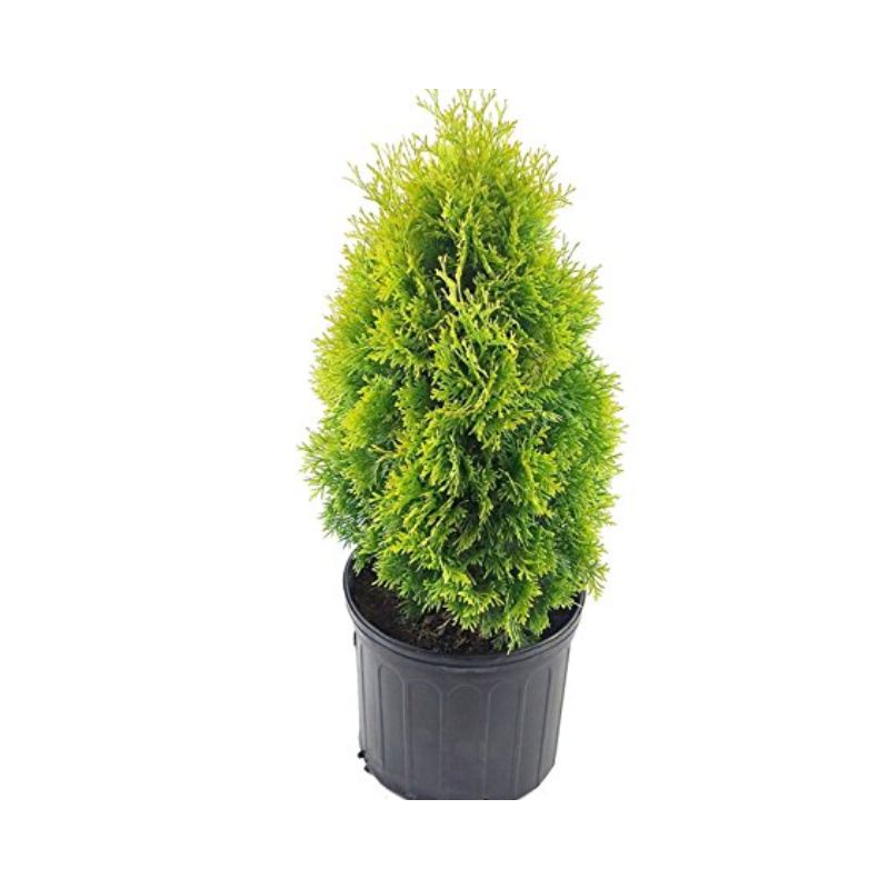 Amber Gold Arborvitae | Plant Addicts