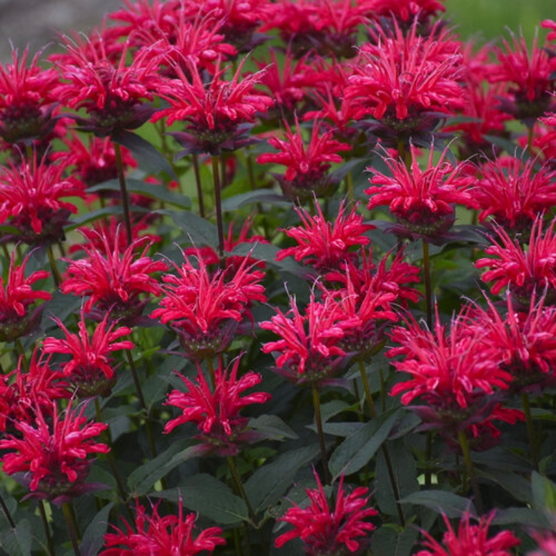 Upscale™ Red Velvet Bee Balm | Plant Addicts