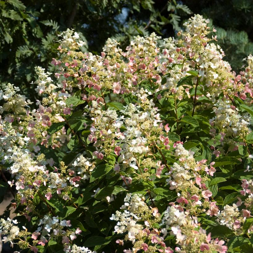 pink diamond hydrangea size