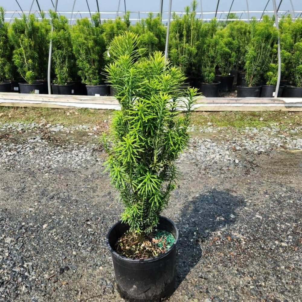 Japanese Yew Tree