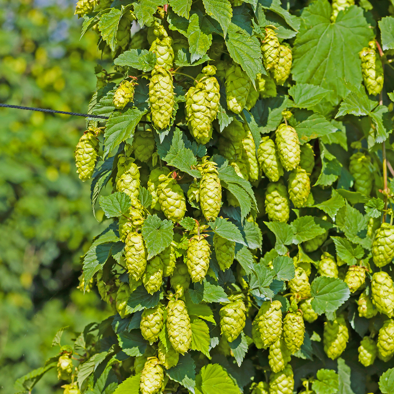 Cascade Hops | Plant Addicts