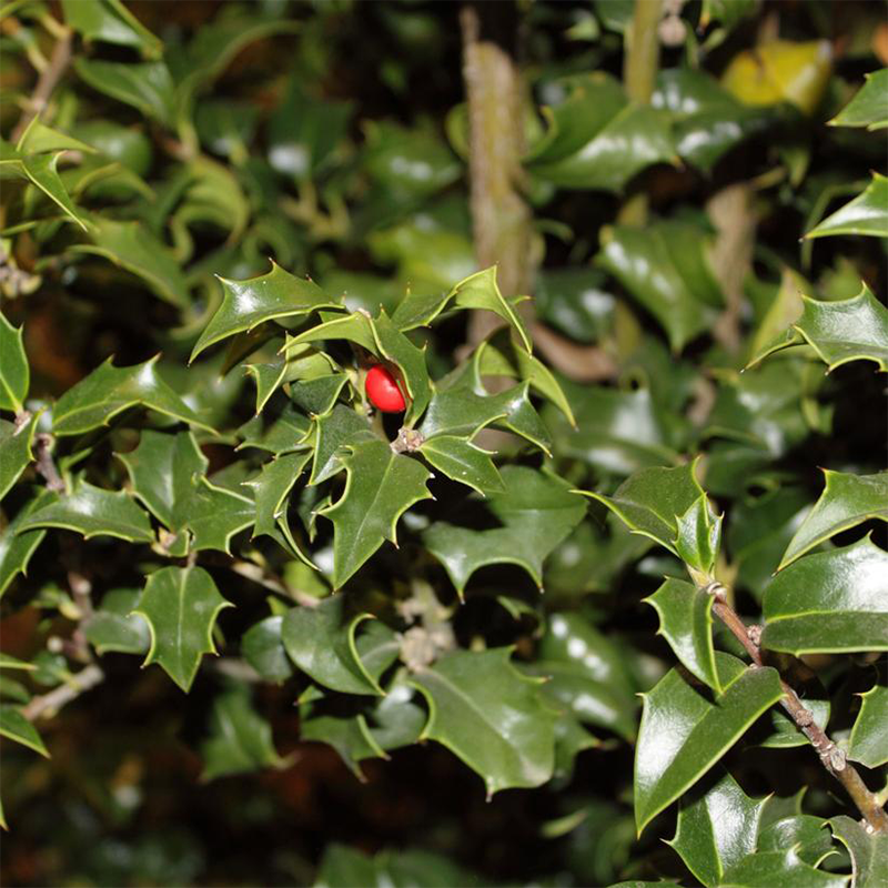 Dragon Lady Holly | Plant Addicts