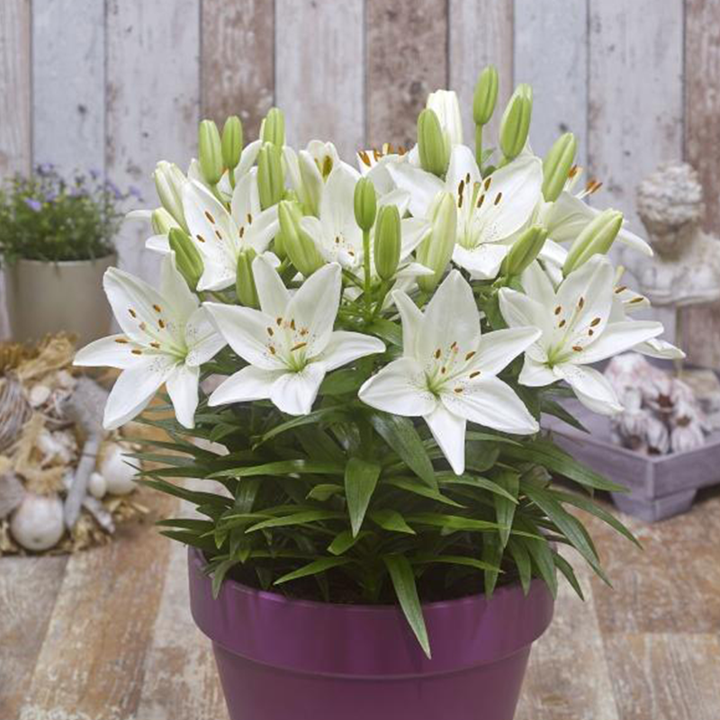 white lily plant outdoor